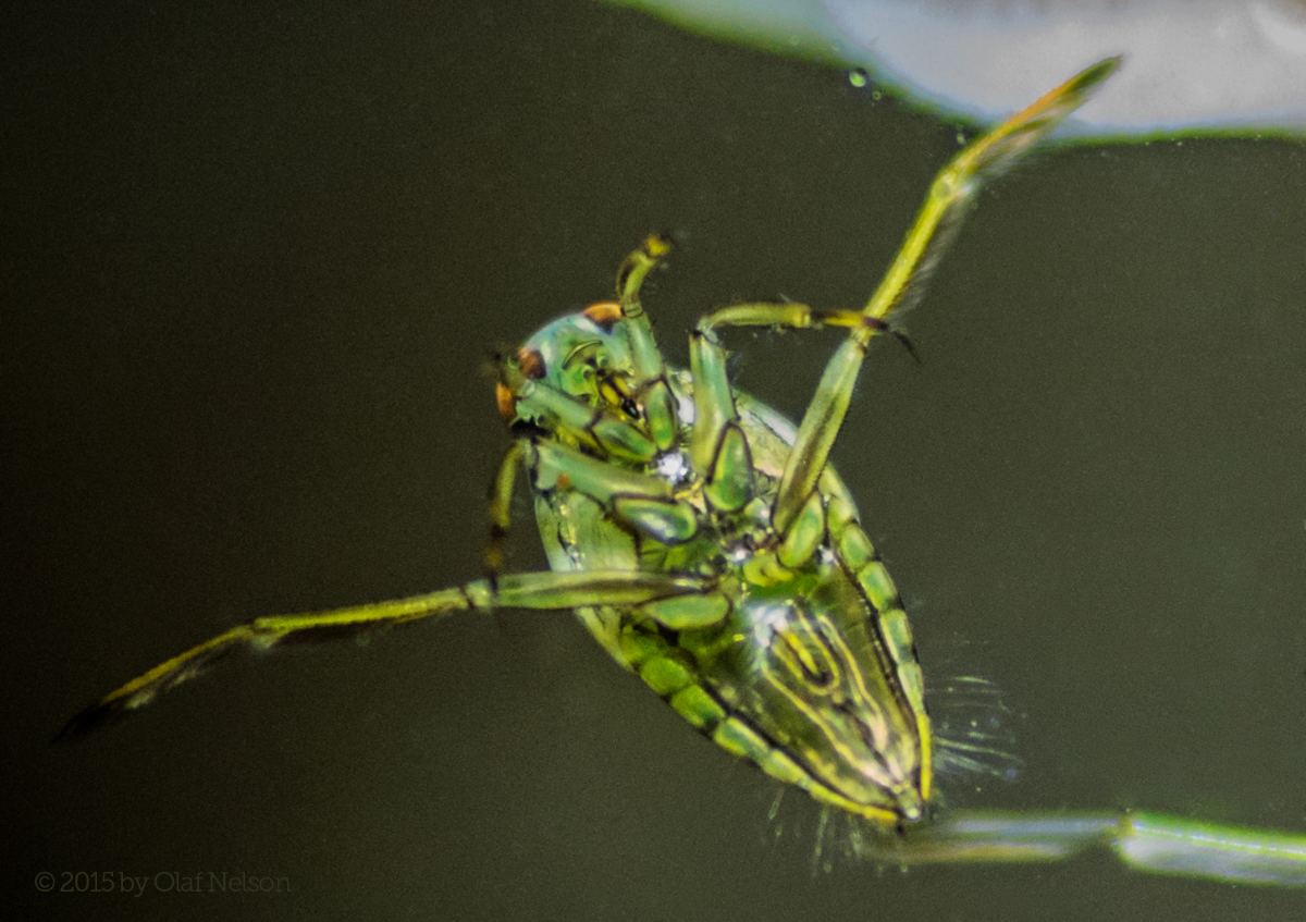 Cómo deshacerte de los notonectidae, el bicho nadador que invade tu piscina