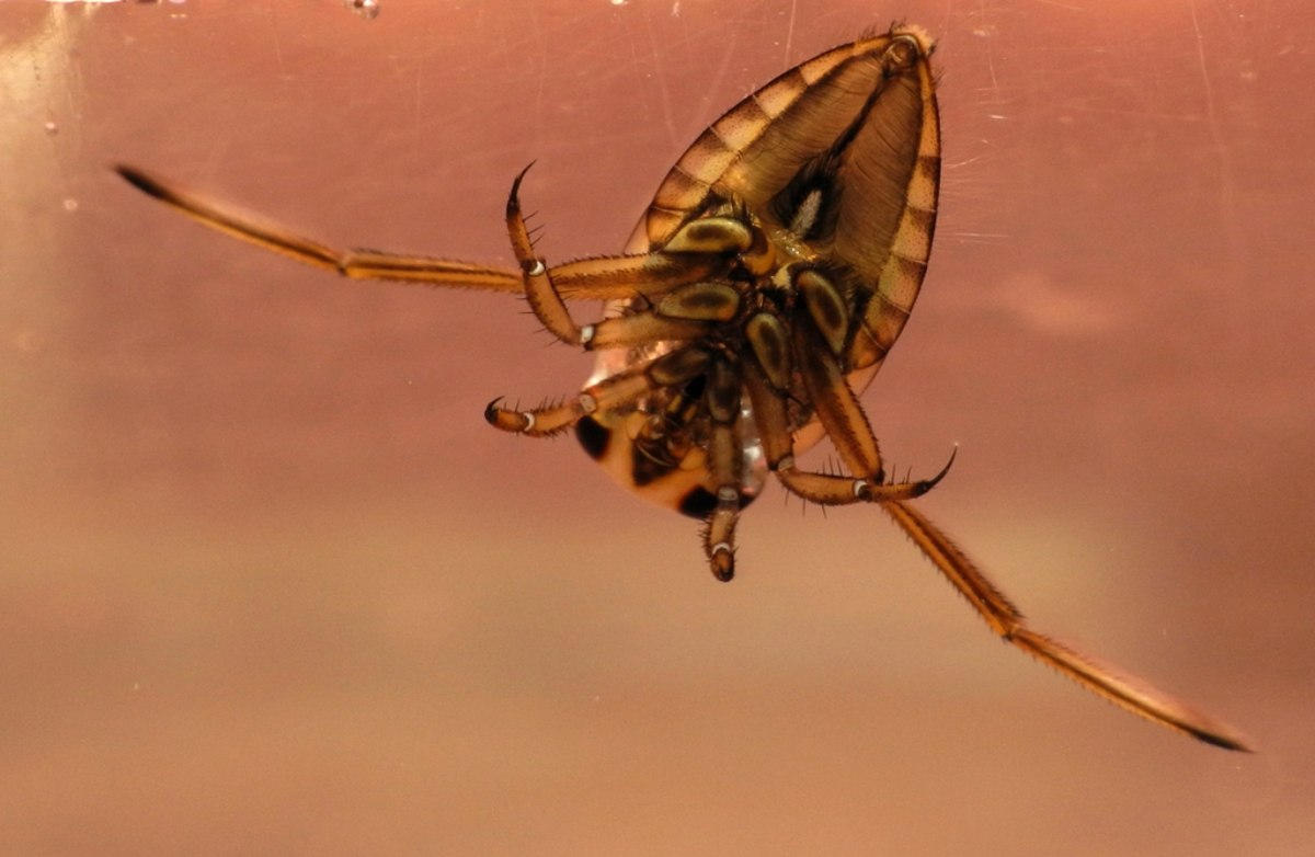 Cómo deshacerte de los notonectidae, el bicho nadador que invade tu piscina